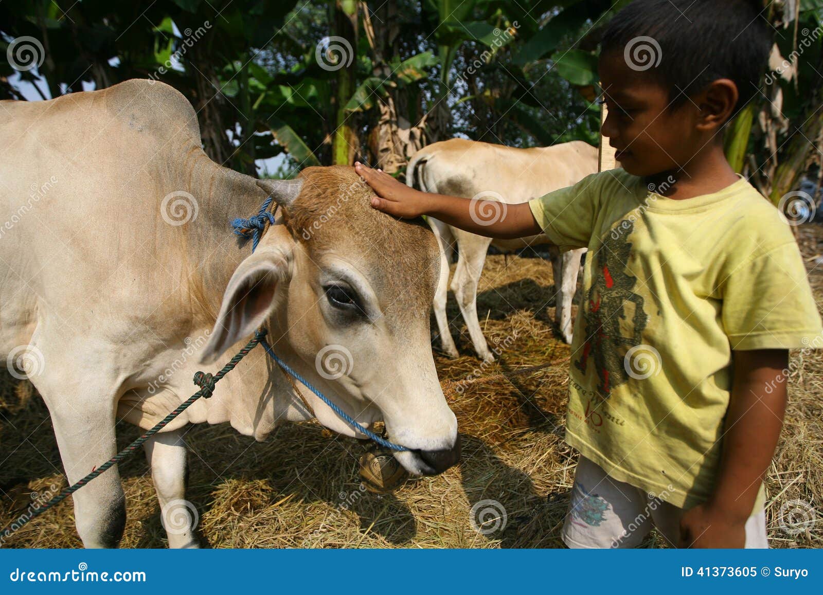 Caring for cow editorial image. Image of animal, farm - 41373605