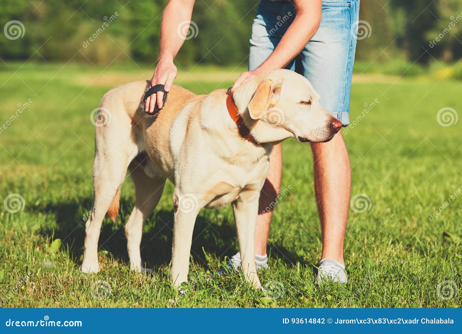 Caring for dog stock photo. Image of meadow, labrador - 93614842