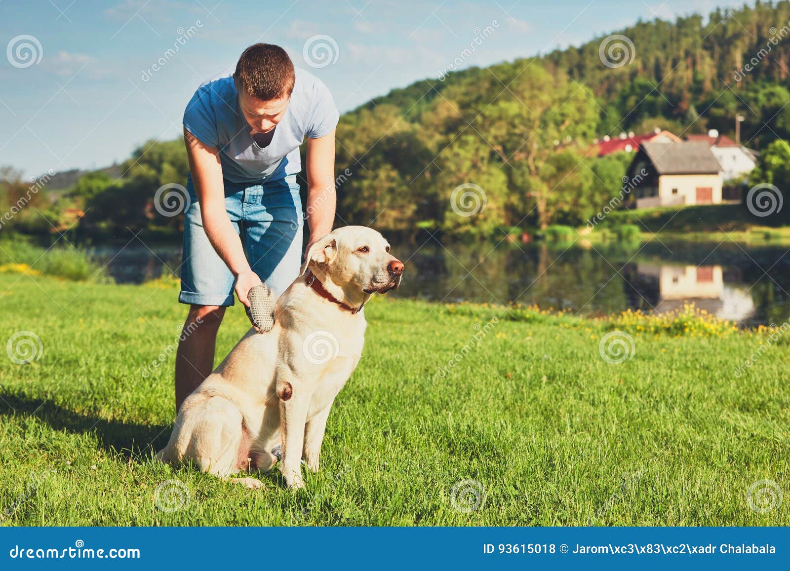 Caring for dog stock photo. Image of brush, cleaning - 93615018