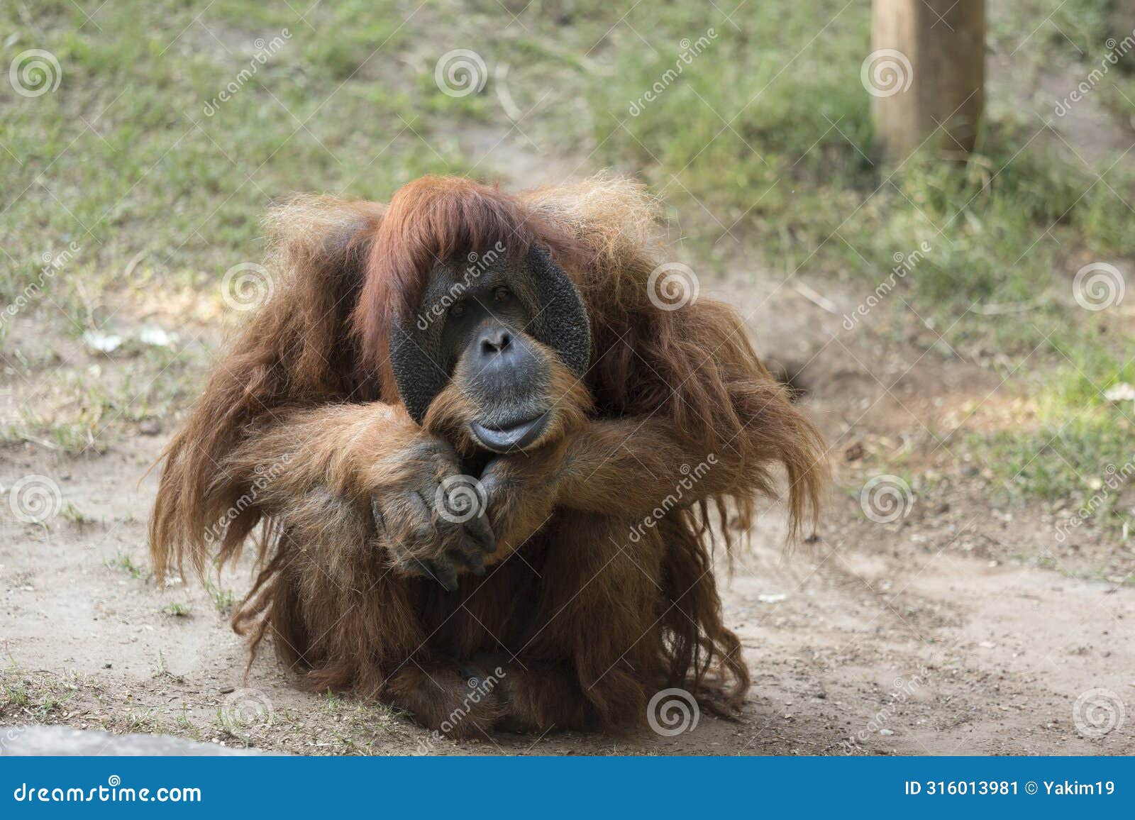 Caring for Elderly Animals at the Zoo Stock Image - Image of park, wild ...