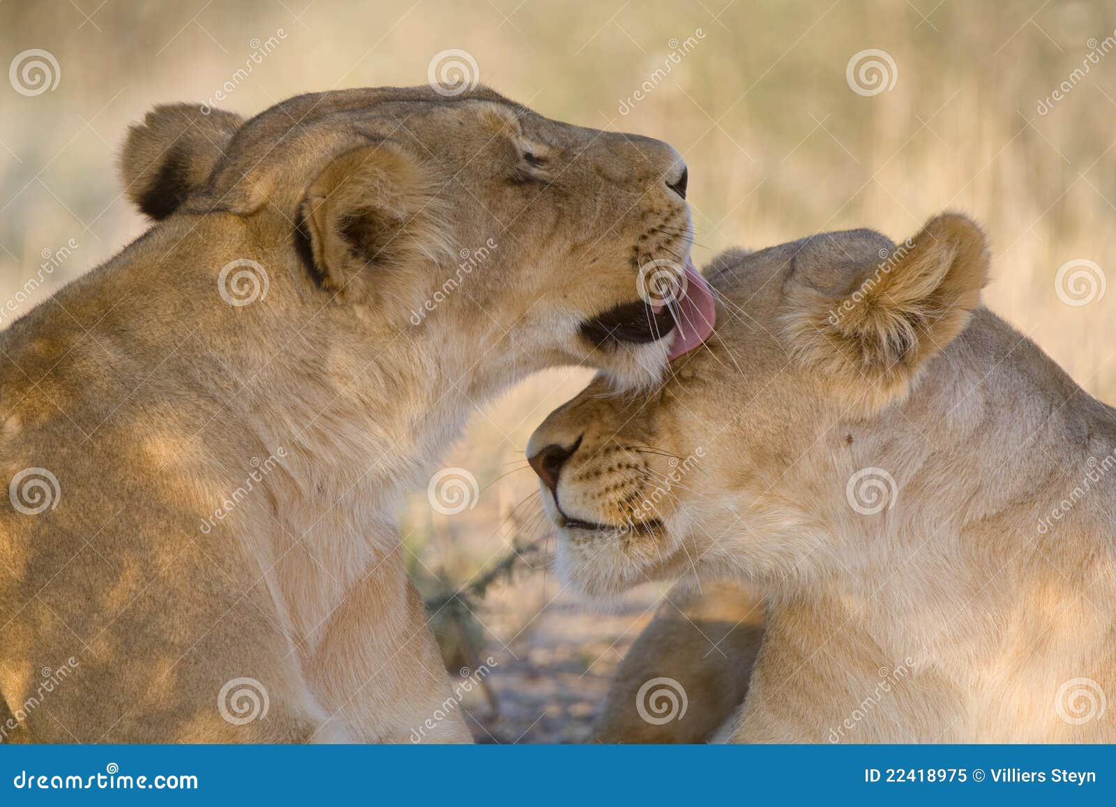 Caring lioness stock image. Image of fauna, care, five - 22418975