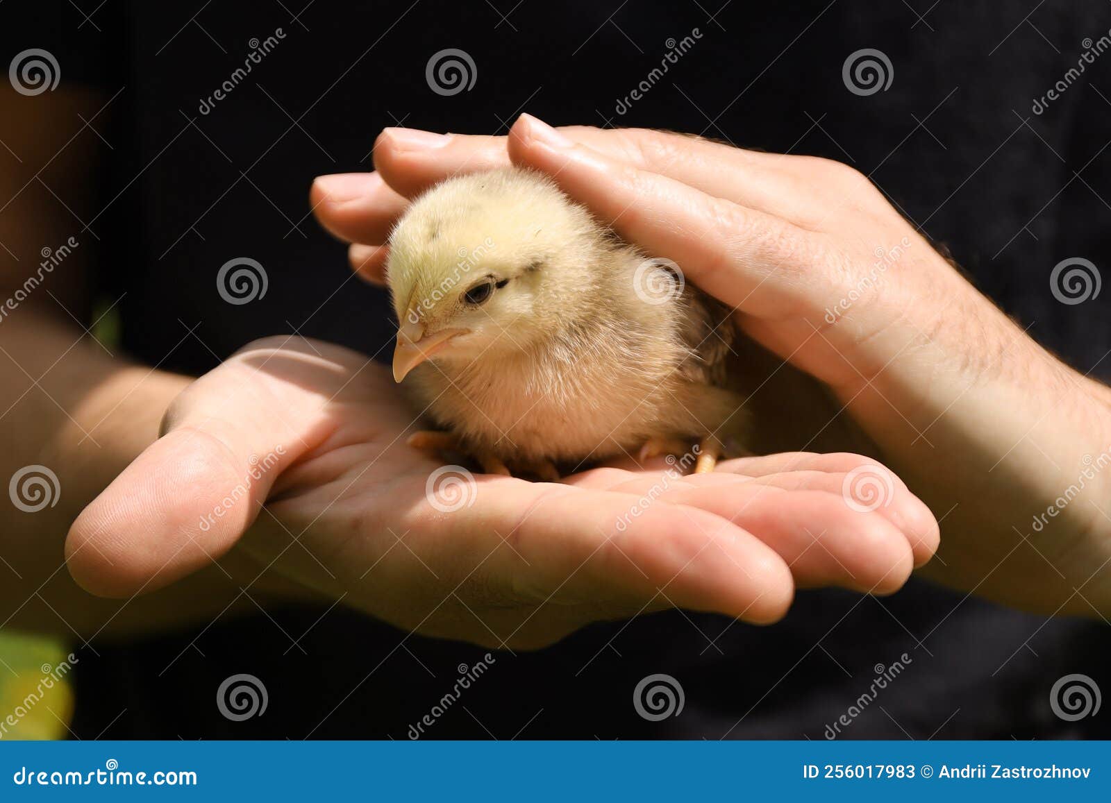 Caring for Poultry, a Little Chicken in the Hands Stock Image - Image ...