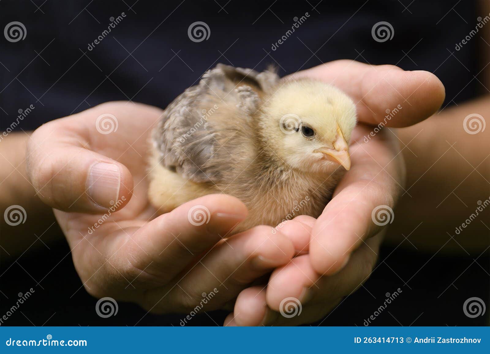 Caring for Poultry, Newborn Chicken in Hands Stock Image - Image of ...