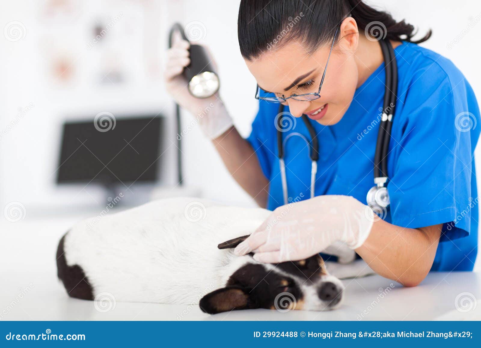 Caring vet dog stock photo. Image of blue, care, examining - 29924488