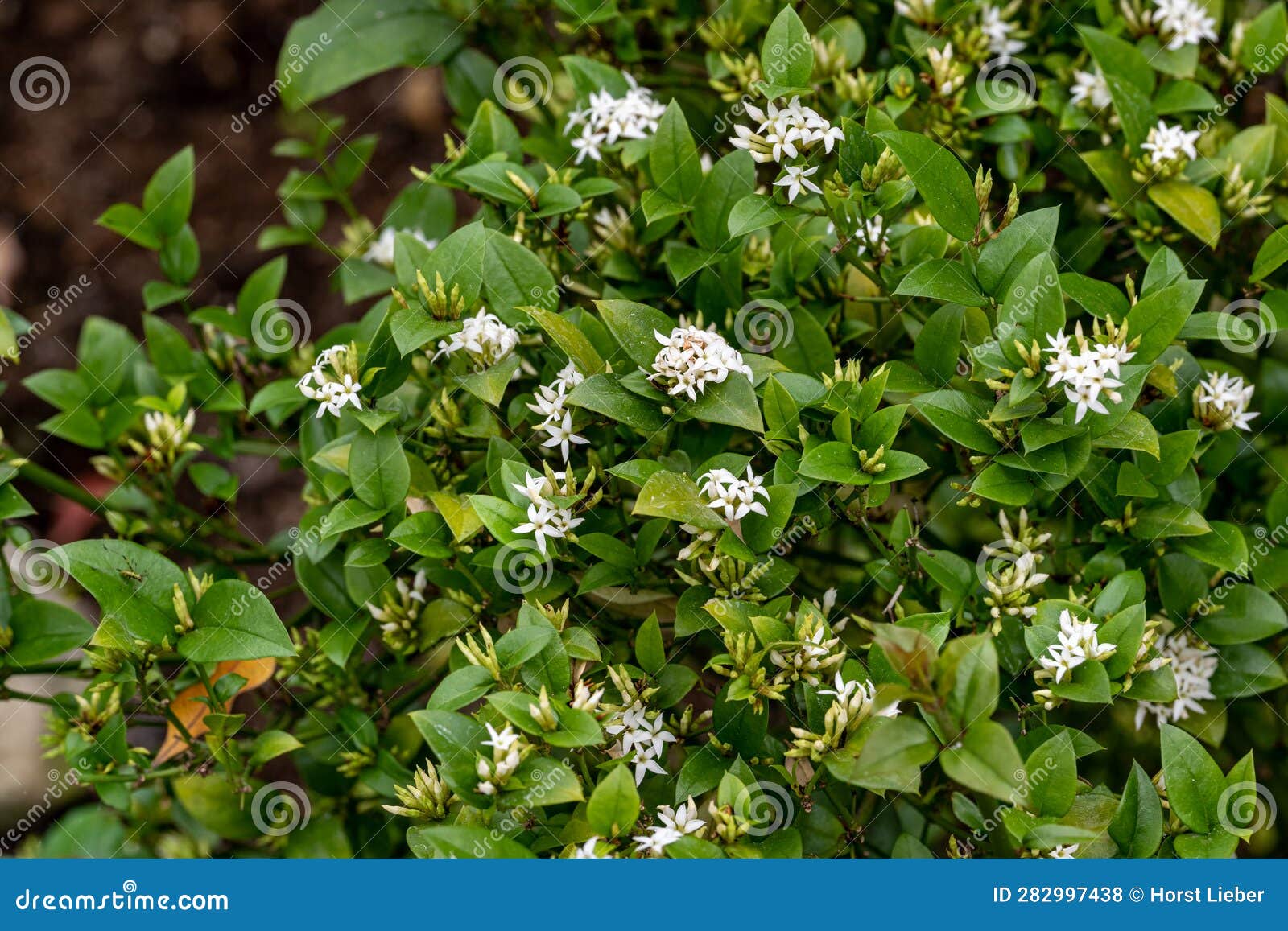 Carissa Bispinosa Grows As a Shrub or Small Tree Stock Photo - Image of ...