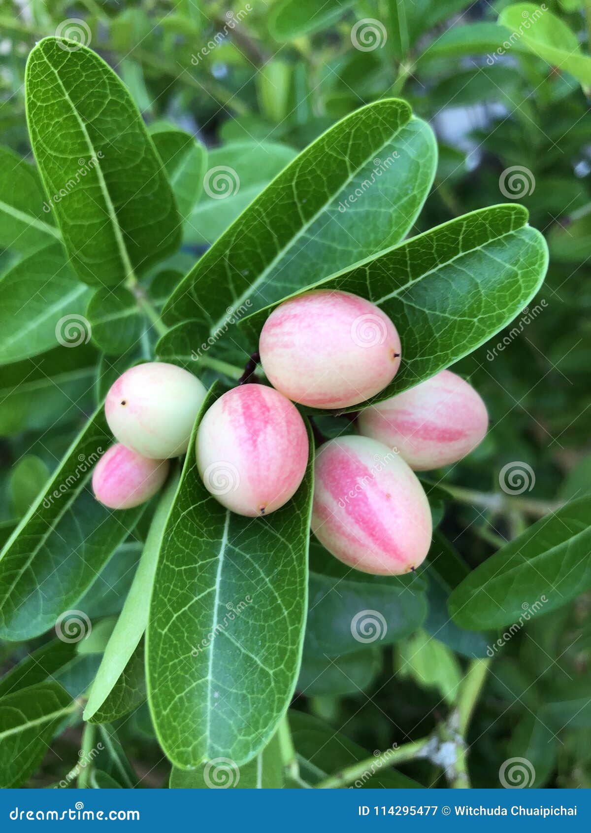 Carissa Carandas immagine stock. Immagine di arbusto - 114295477