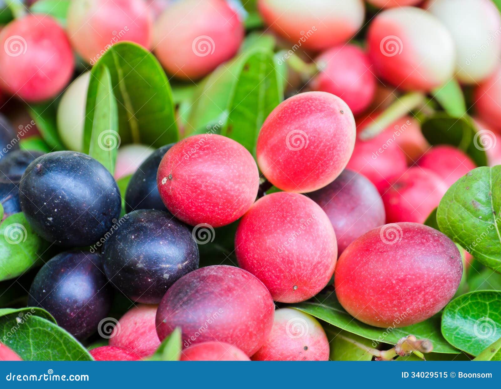 Carissa Carandas Or Bengal Currants Is A Species Of Flowering Shrub In ...