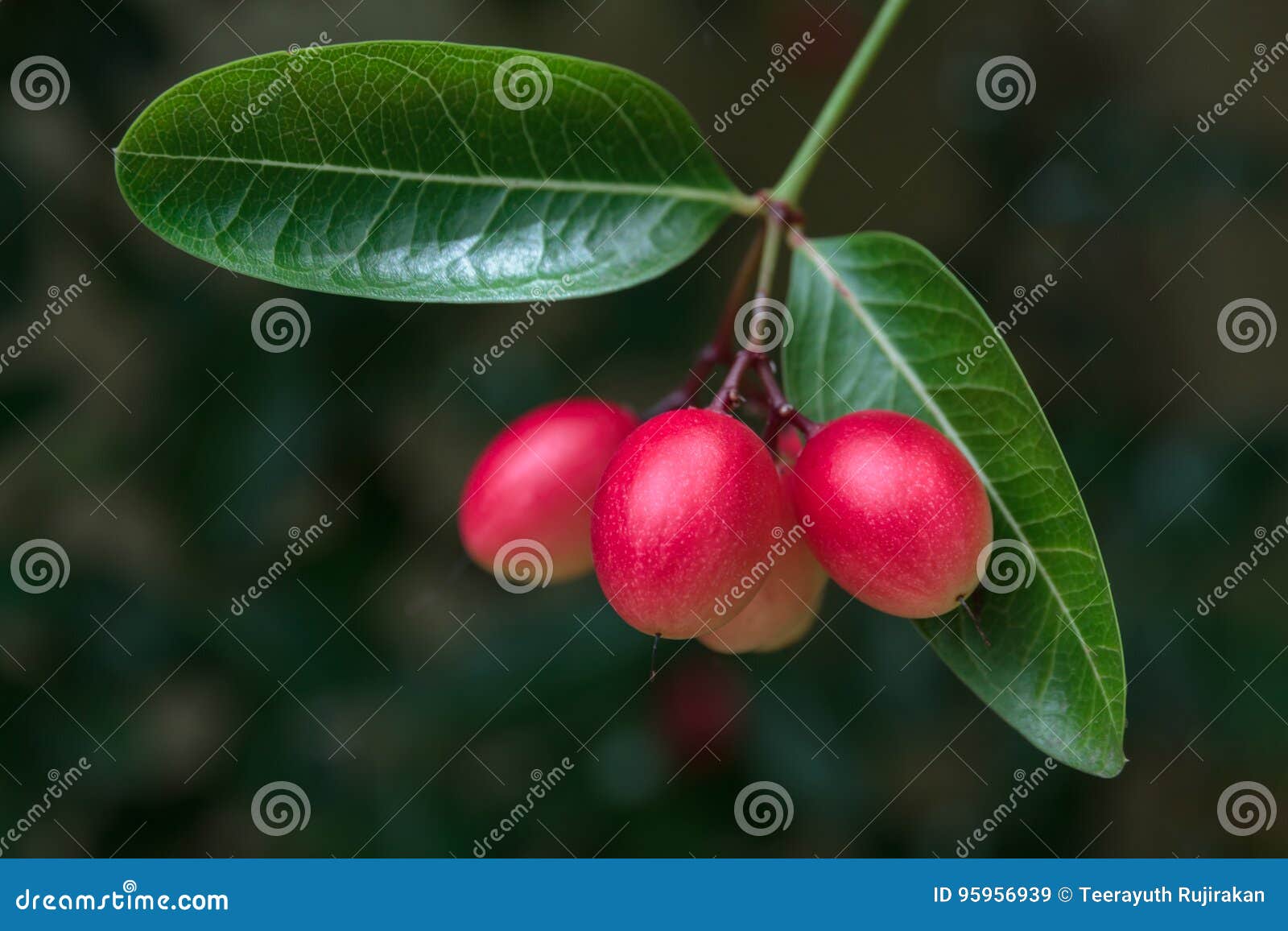 Carissa Carandas, Carunda, Koromcha Tree, Karonda Seeds, Tropical ...