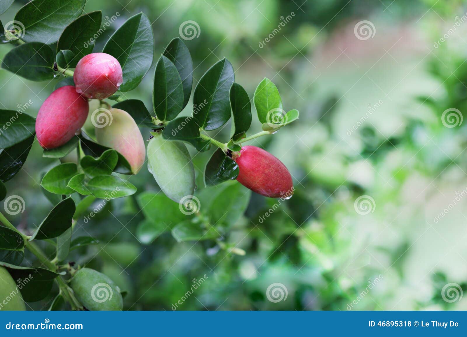 Carissa Grandiflora Fruit stock photo. Image of colorful - 46895318