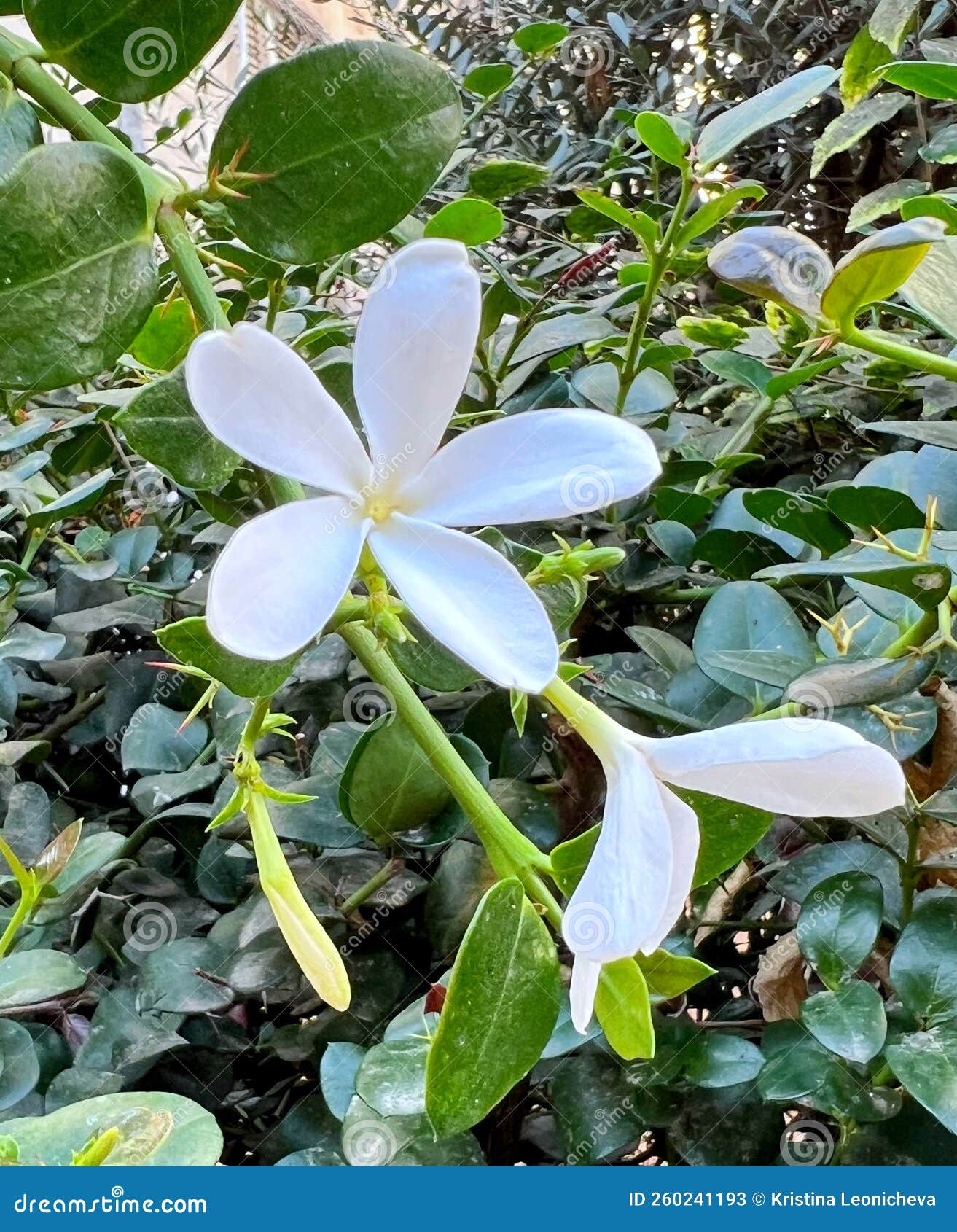 Carissa macrocarpa imagem de stock. Imagem de nave, verde - 260241193
