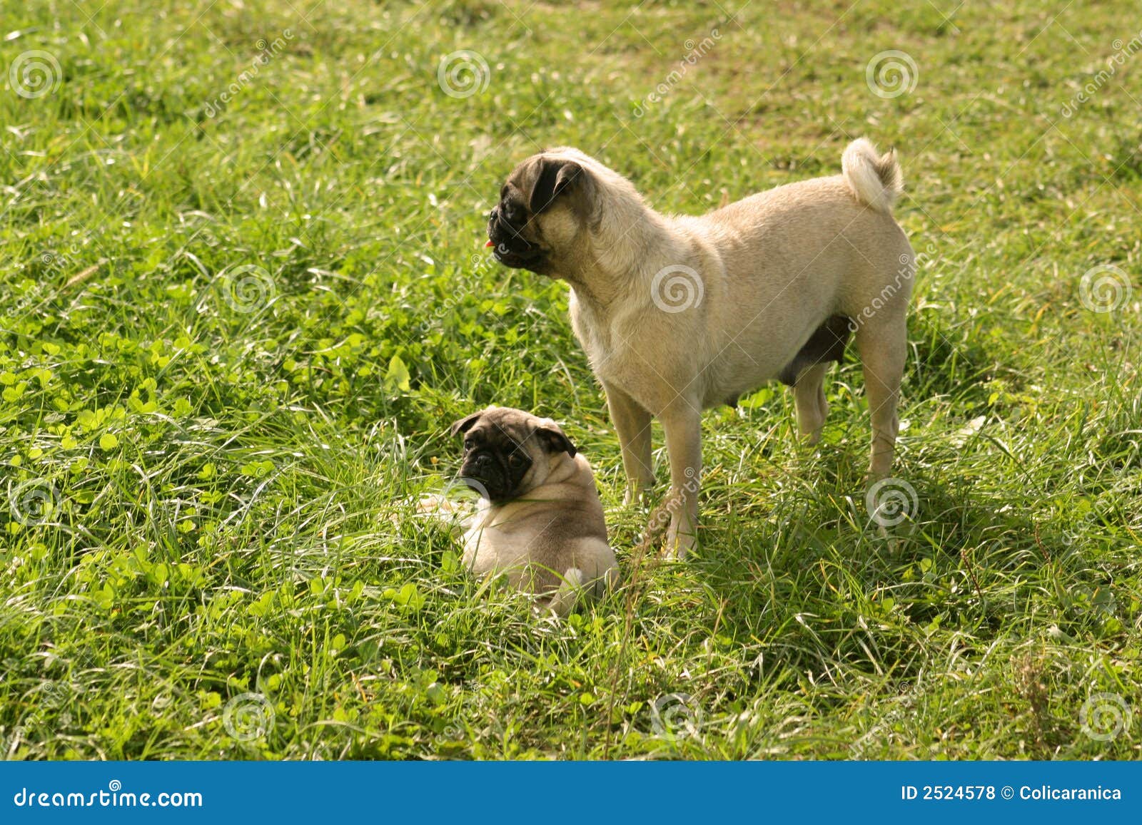Carlin stock photo. Image of nature, cute, fields, human - 2524578