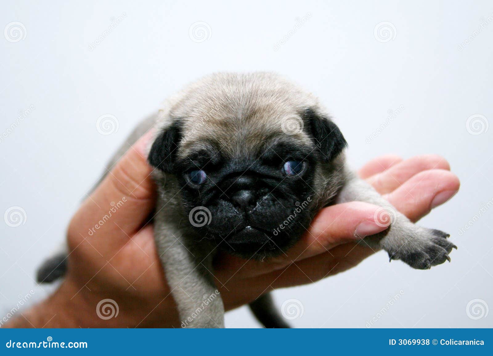 Carlin Picture. Image: 3069938