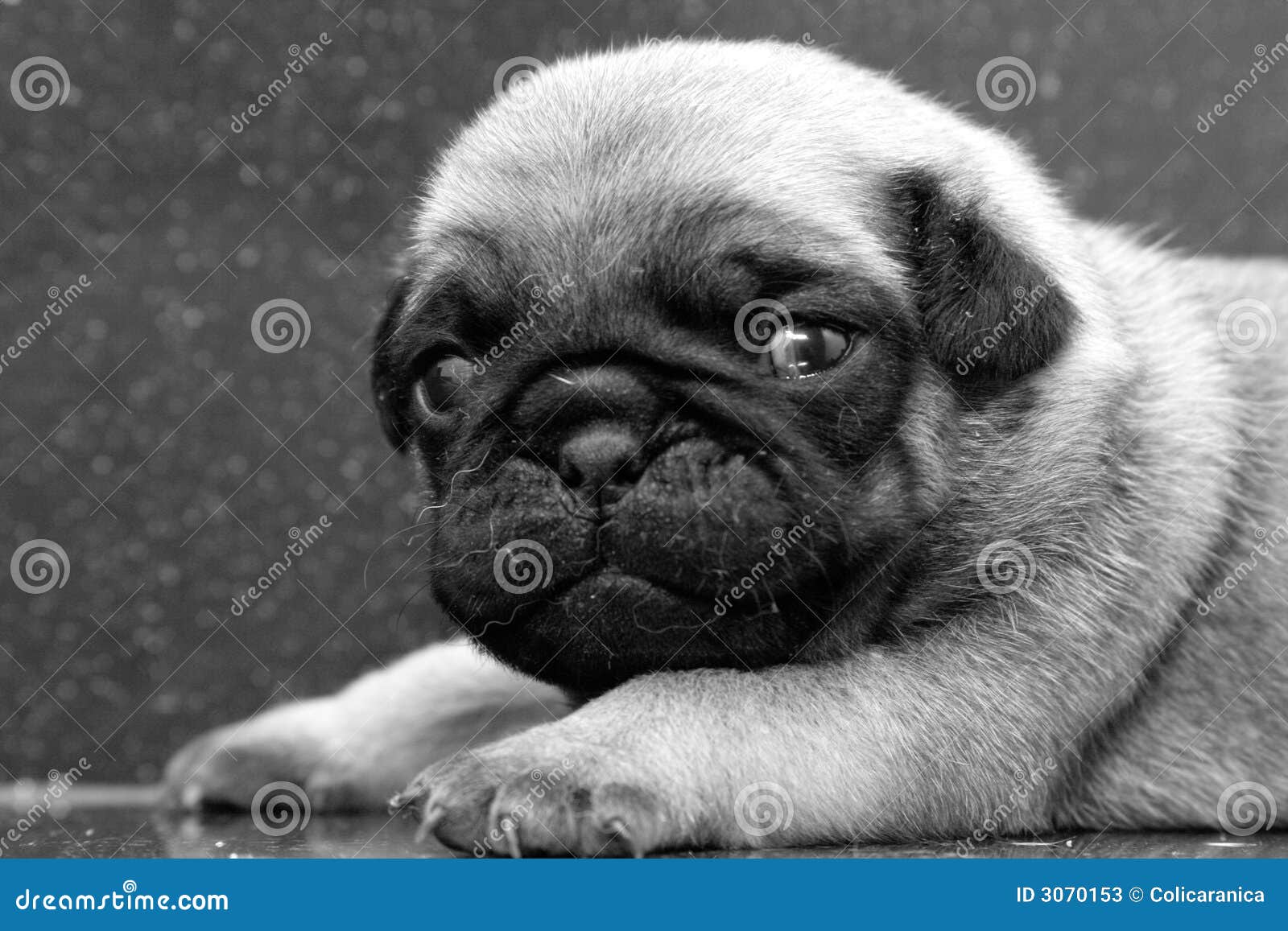 Carlin Picture. Image: 3070153