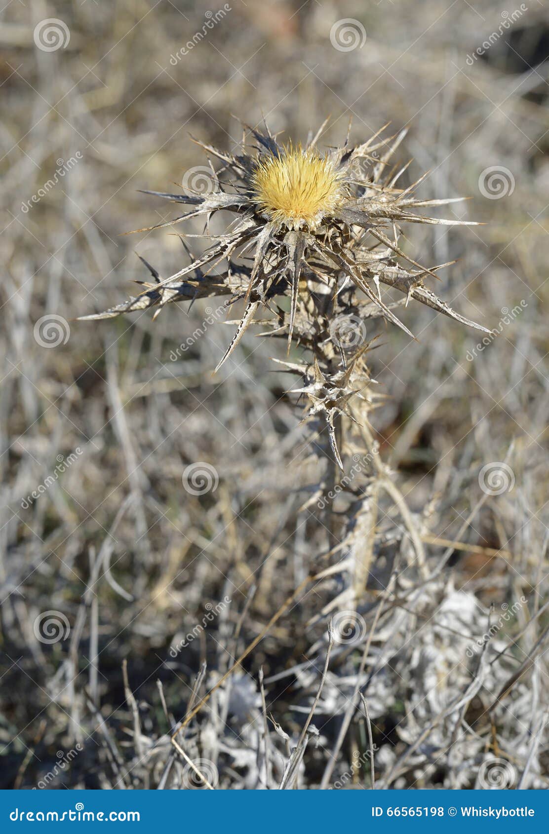 Carlina libanotica stock photo. Image of libanotica, spiky - 66565198