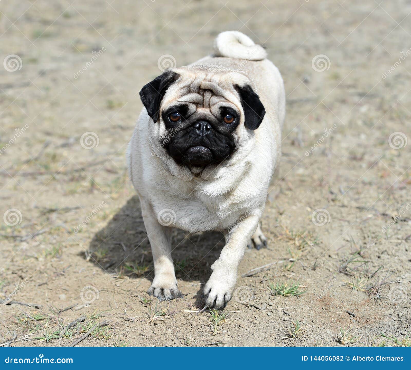 Carlino dog in the field stock photo. Image of carlino - 144056082