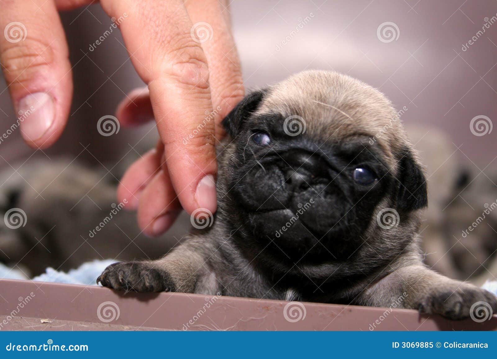 Carlins stock image. Image of feed, carlins, love, family - 3069885