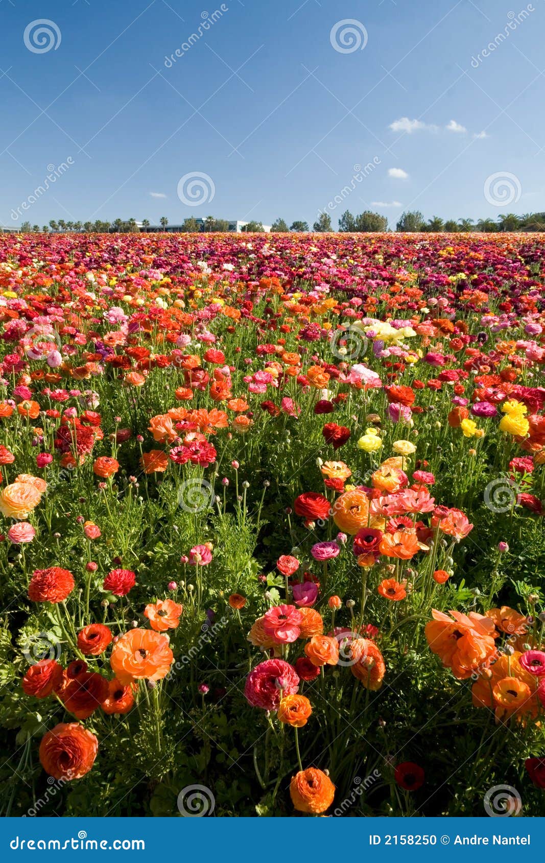 Carlsbad-Blumen-Felder stockfoto. Bild von gefärbt, feld - 2158250
