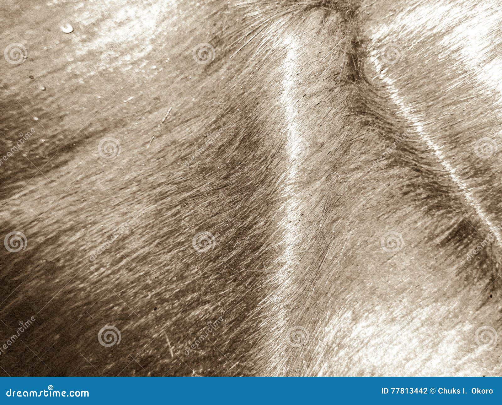 Carmel Skin Pattern Texture Stock Photos - Free & Royalty-Free Stock ...