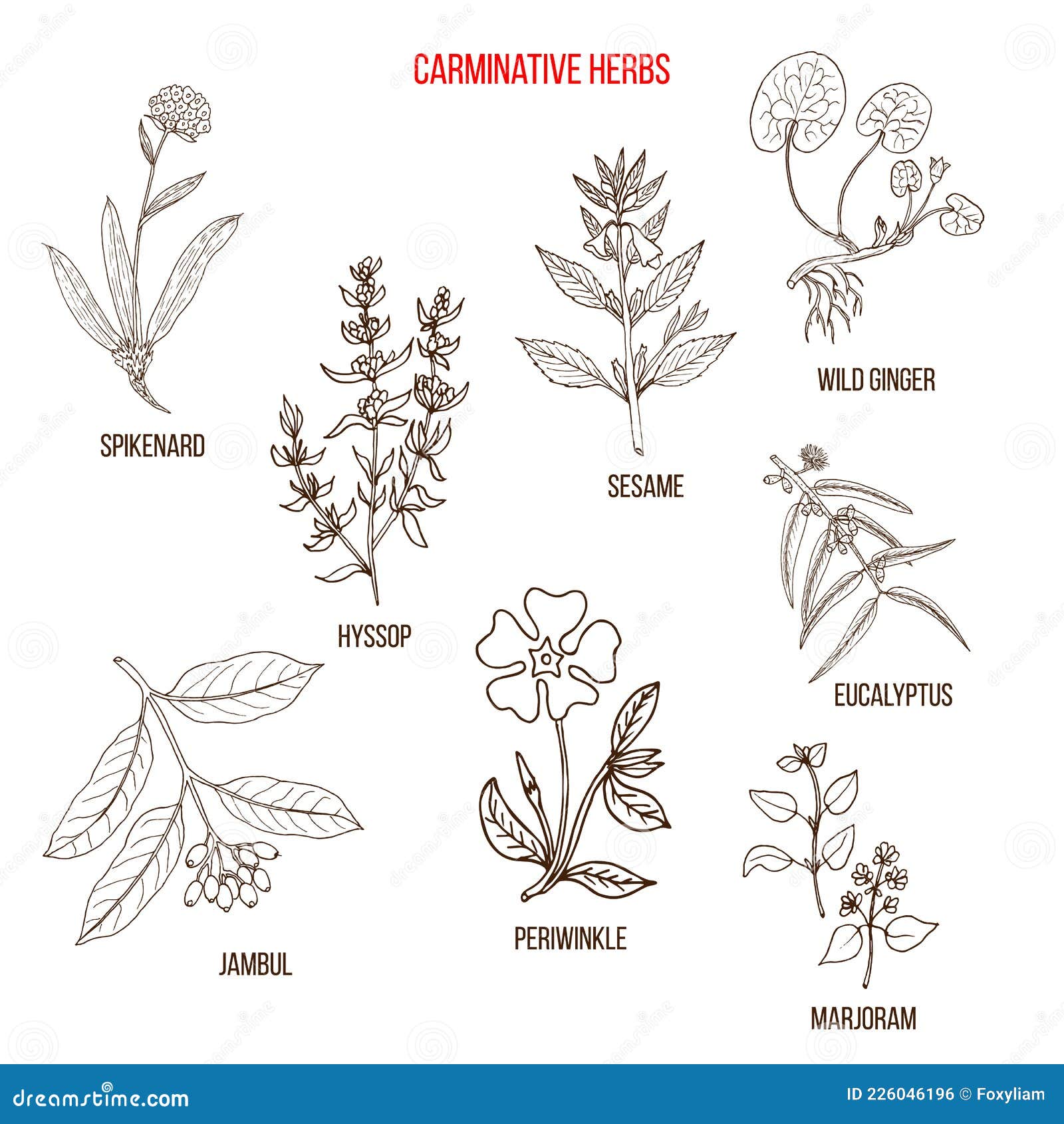 Carminative Herbs. Hand Drawn Vector Set Stock Illustration ...