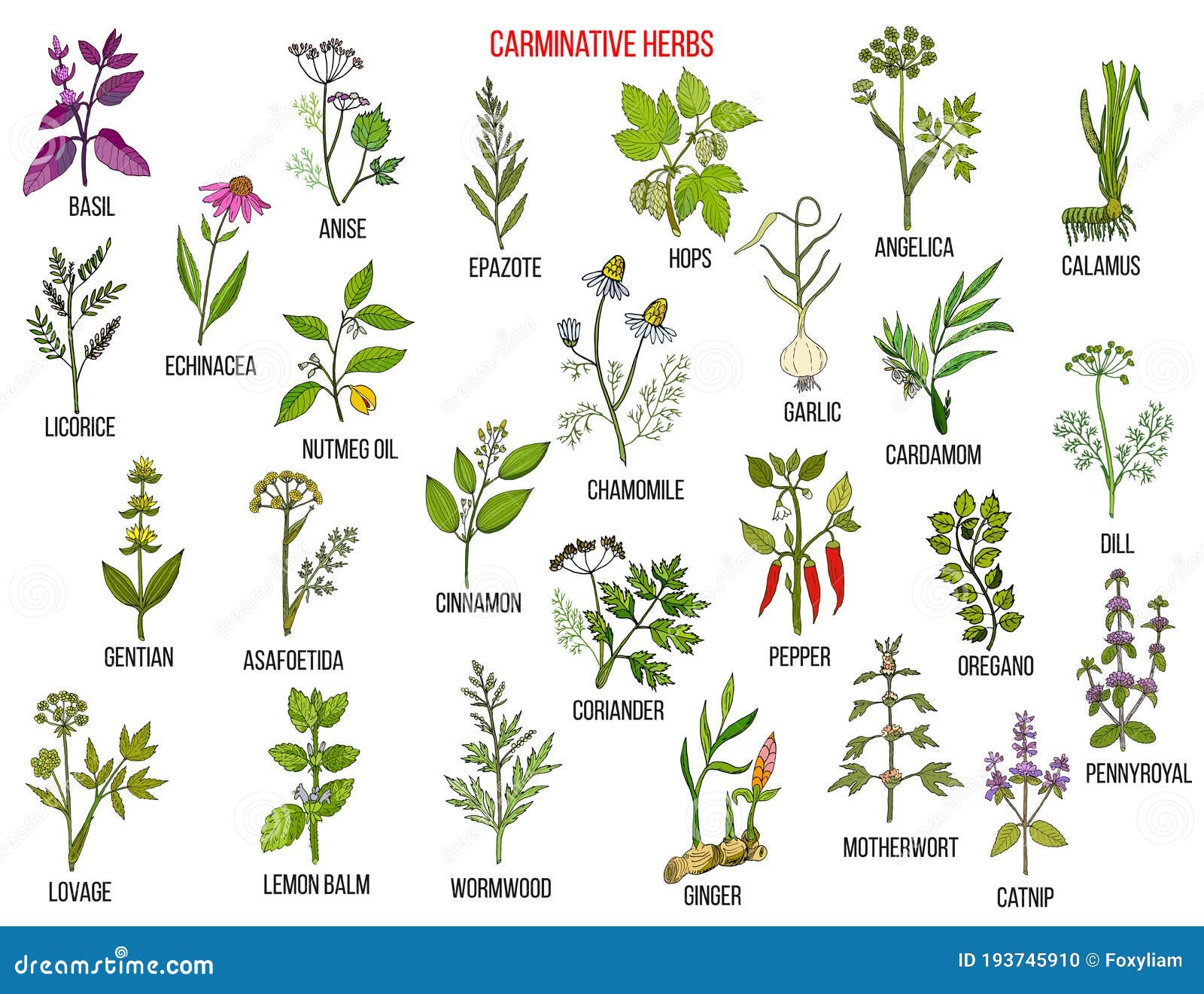 Carminative Herbs. Hand Drawn Vector Set Stock Vector - Illustration of ...