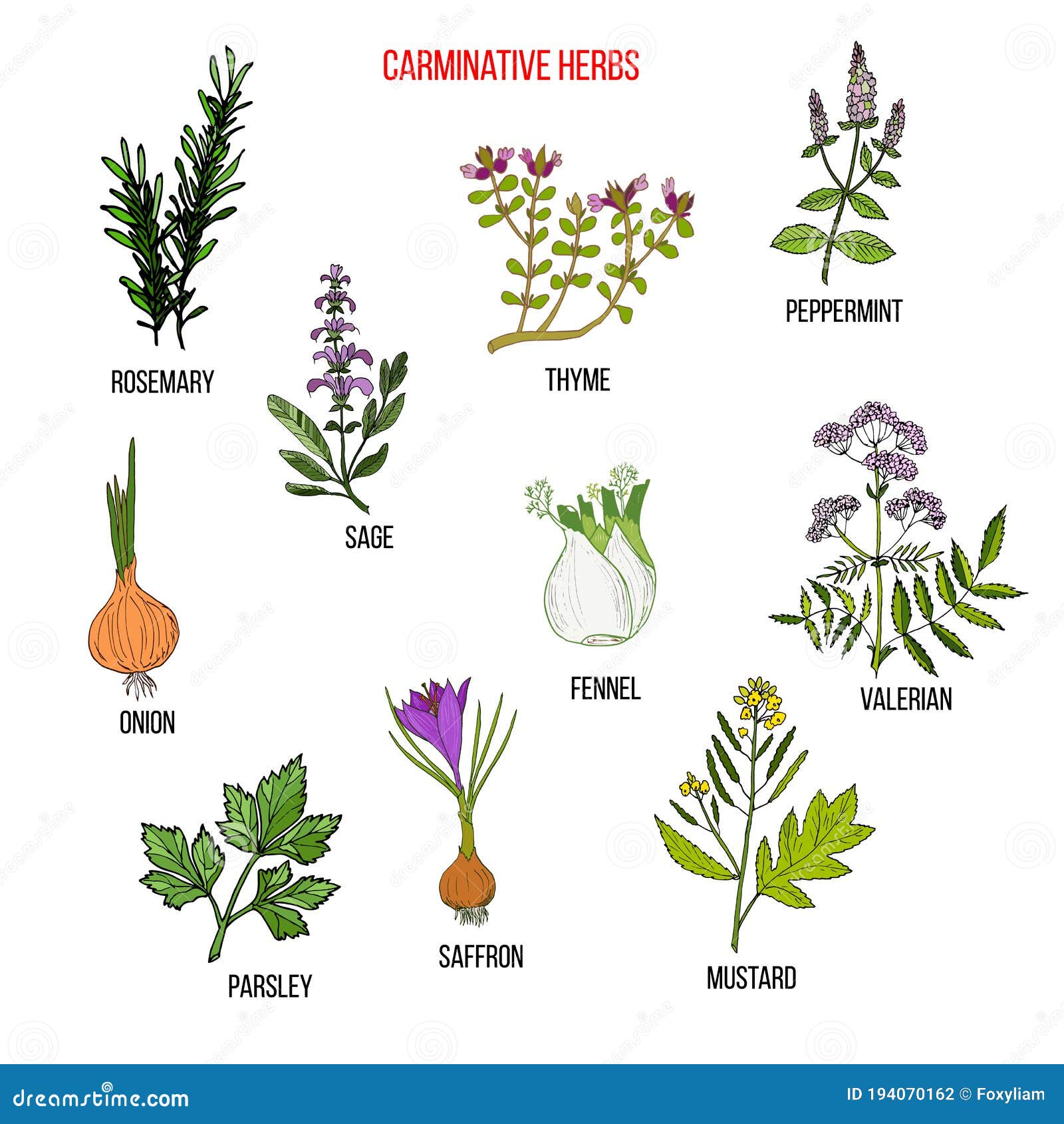 Carminative Herbs. Hand Drawn Vector Set Stock Vector - Illustration of ...