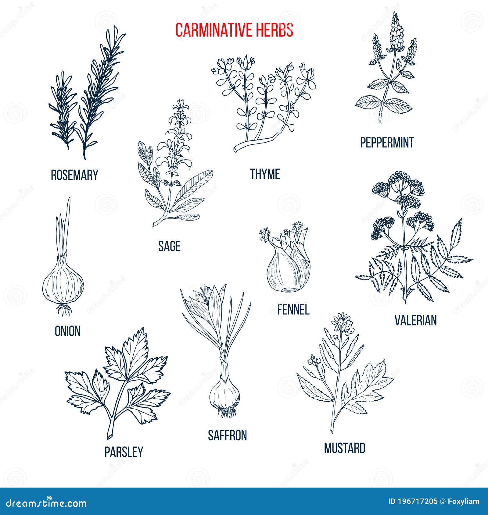 Carminative Herbs. Hand Drawn Vector Set Stock Vector - Illustration of ...