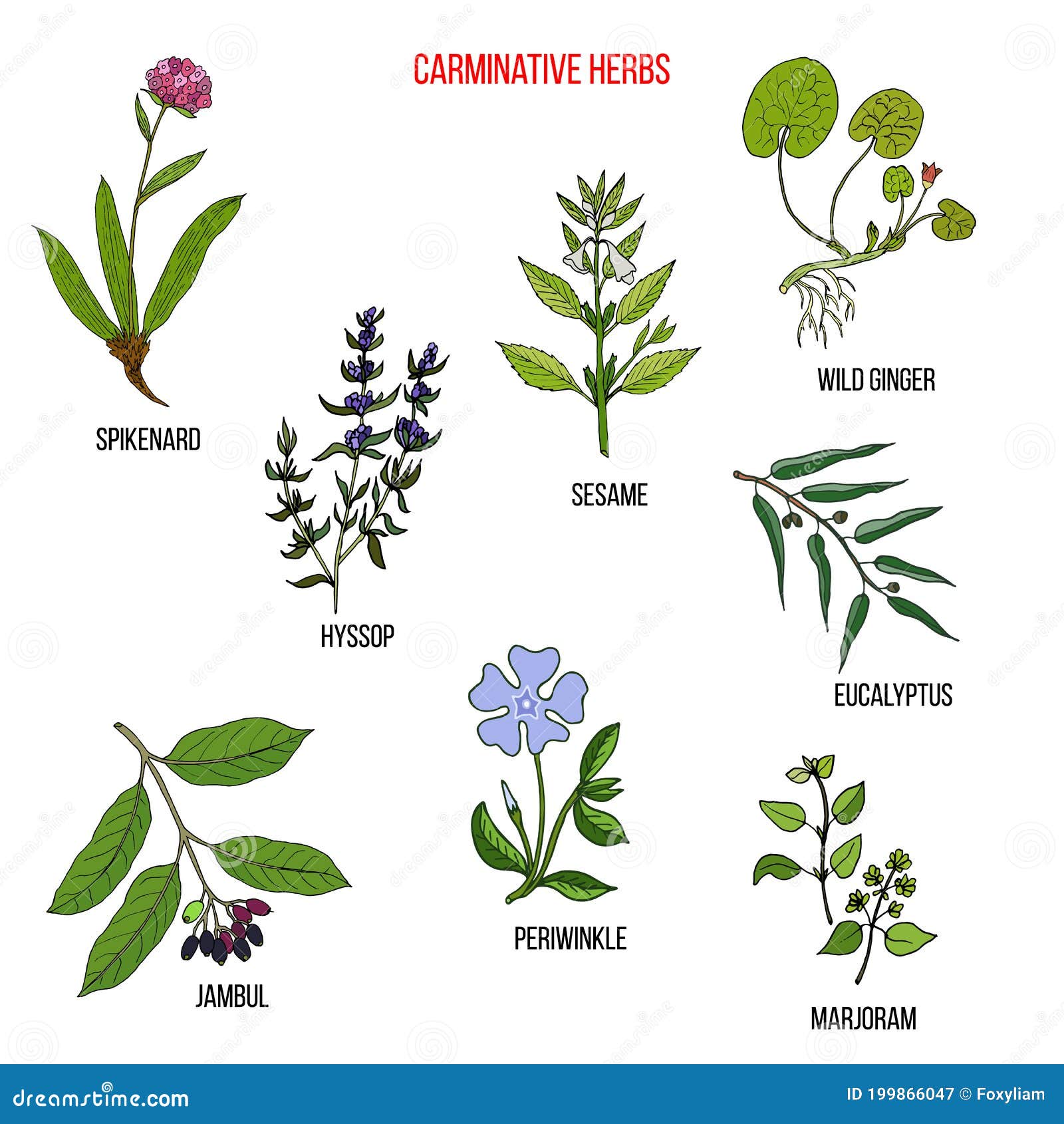 Carminative Herbs. Hand Drawn Vector Set Stock Vector - Illustration of ...