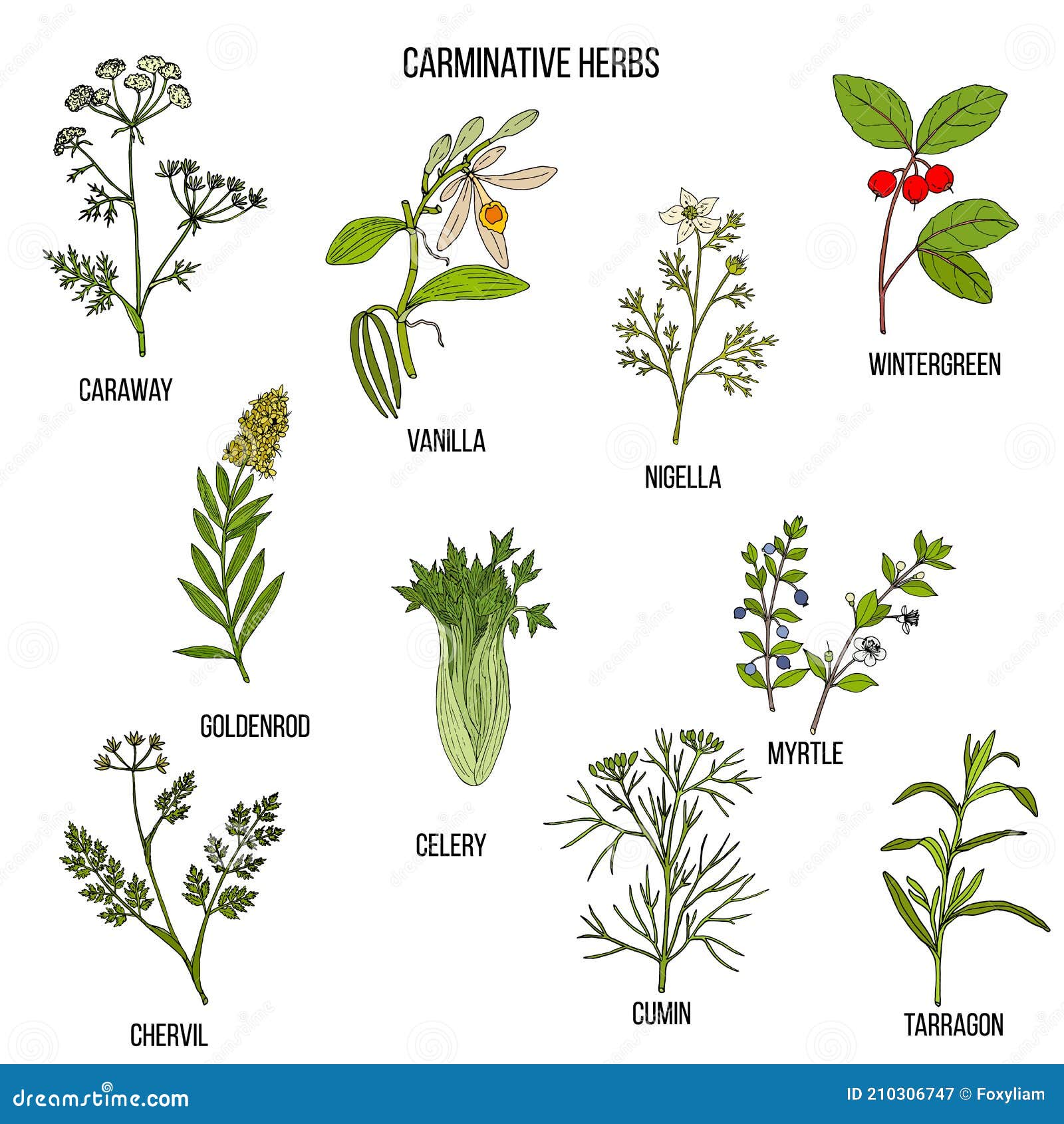 Carminative Herbs. Hand Drawn Vector Set Stock Vector - Illustration of ...