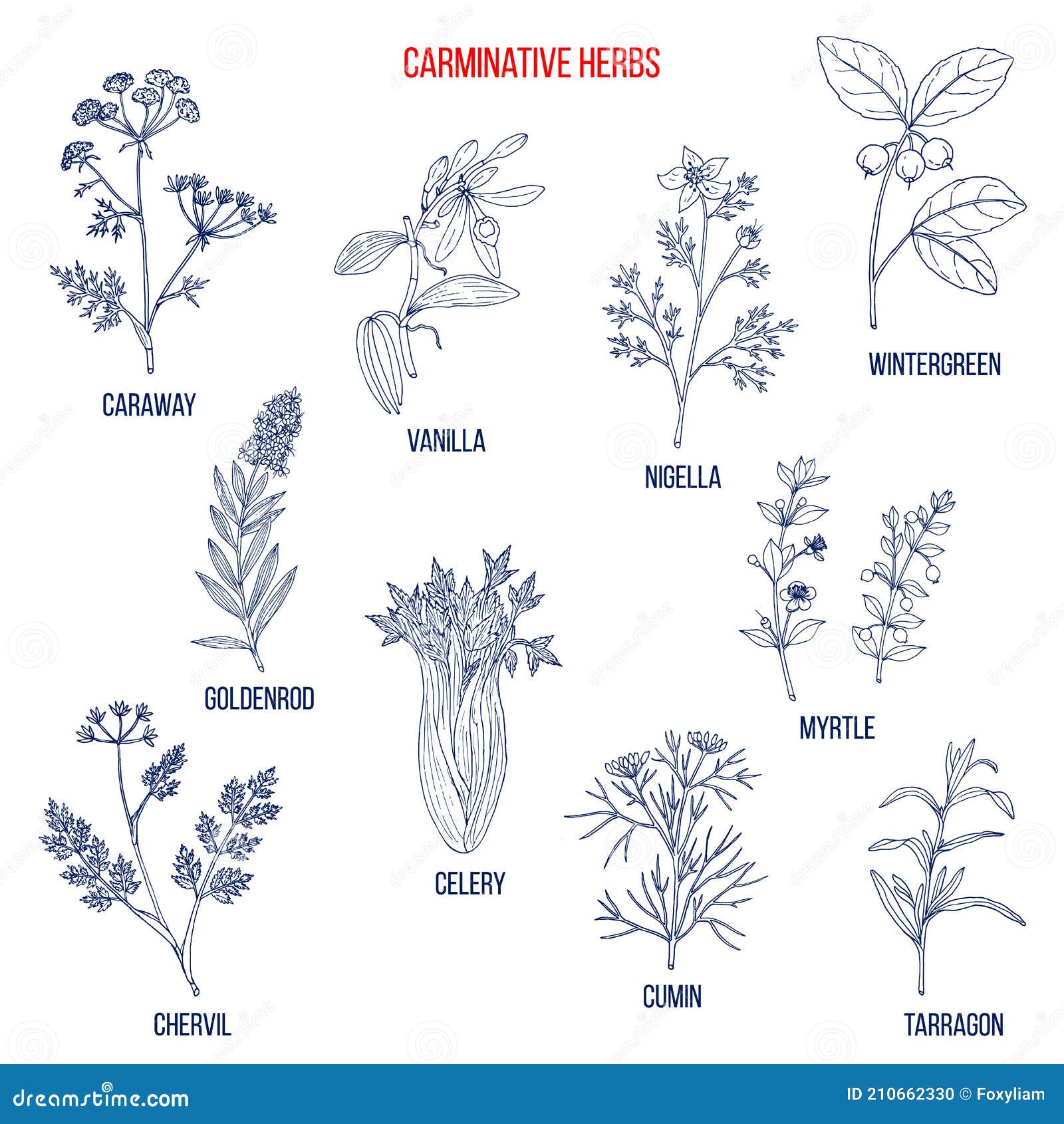 Carminative Herbs. Hand Drawn Vector Set Stock Vector - Illustration of ...