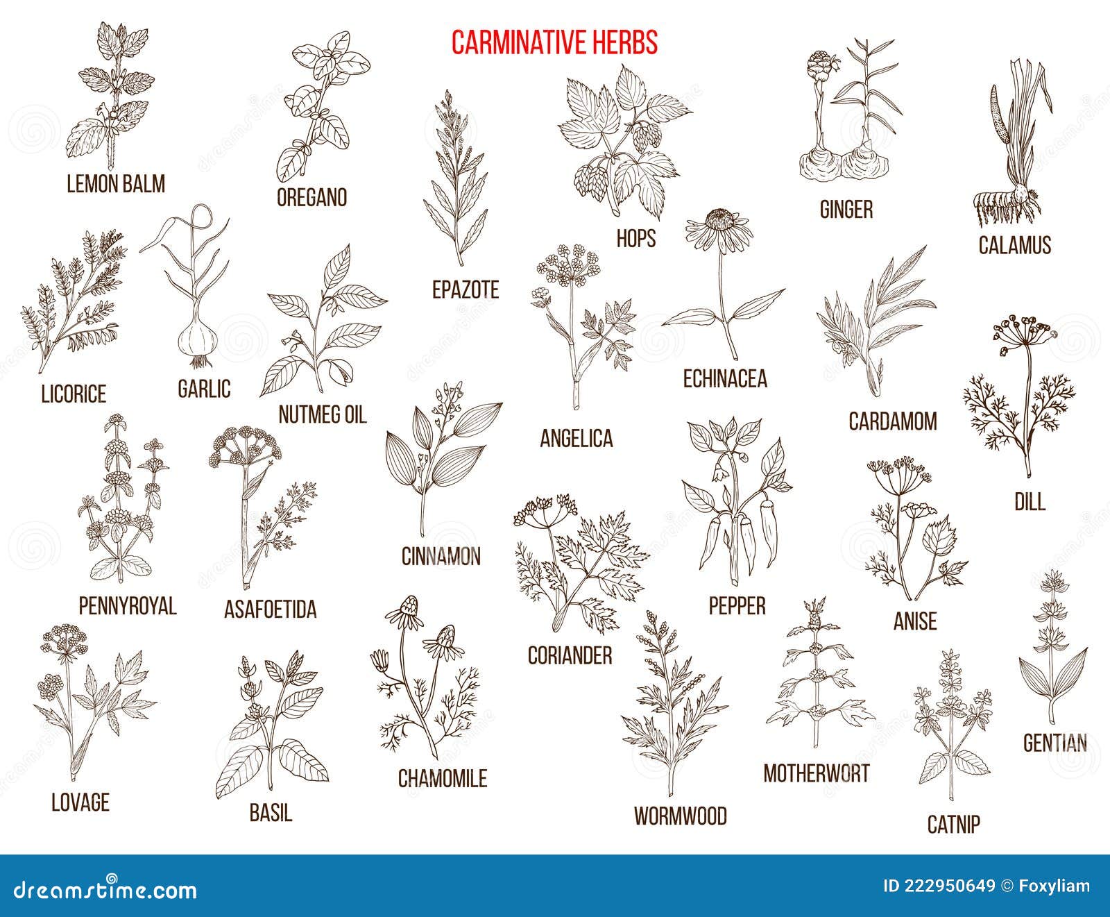Carminative Herbs. Hand Drawn Vector Set Stock Vector - Illustration of ...