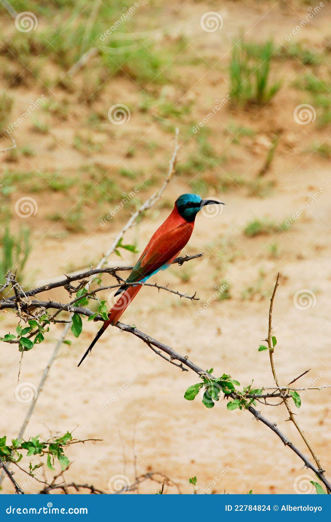 Carmine Bee-eater (Merops Nubicus) Stock Photo - Image of fauna ...