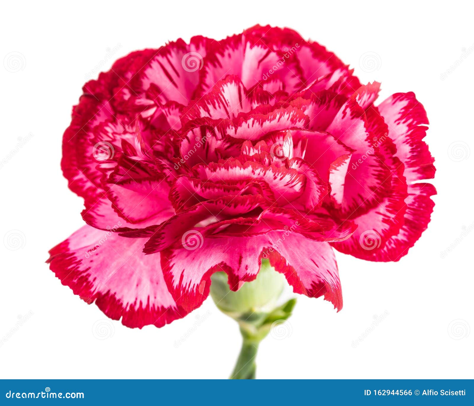Carnación variada foto de archivo. Imagen de raya, fondo - 162944566