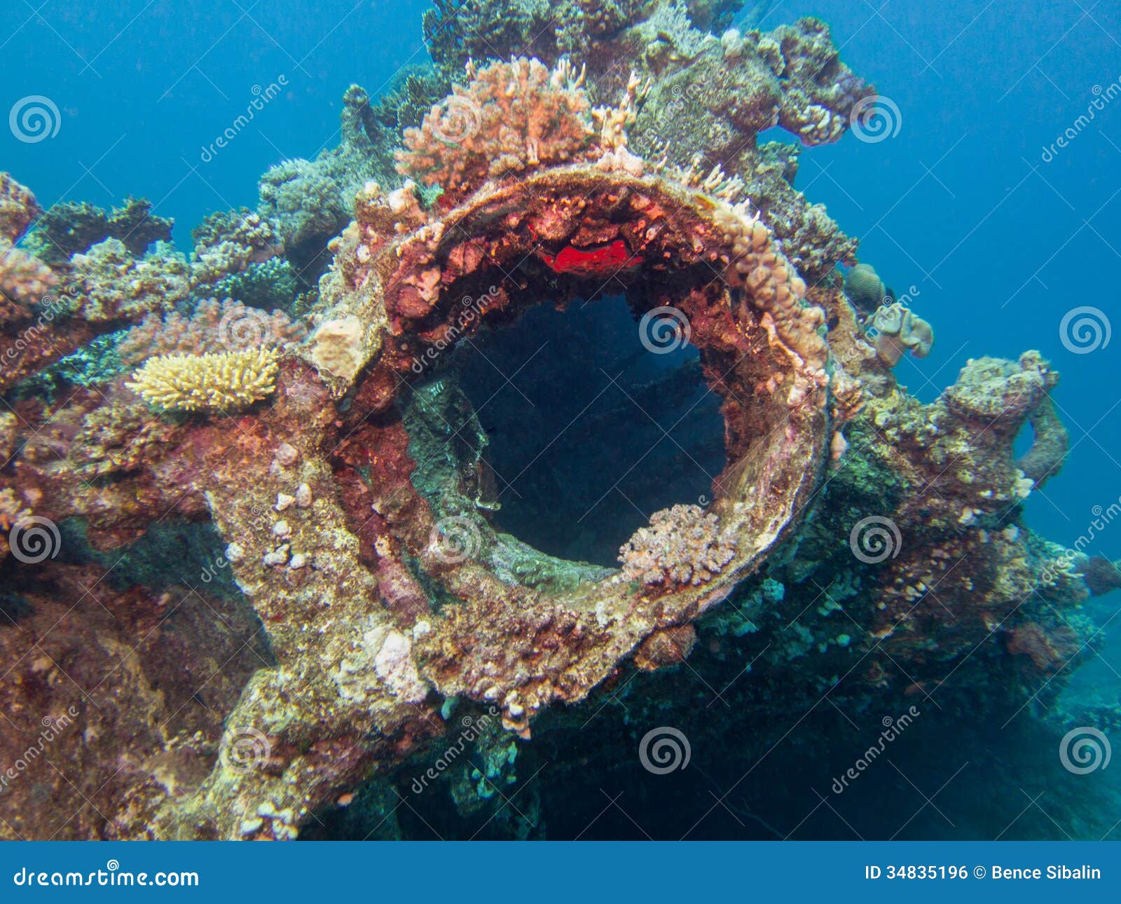 Carnatic Wreck Front Underwater Red Sea Dive Stock Photo - Image of ...