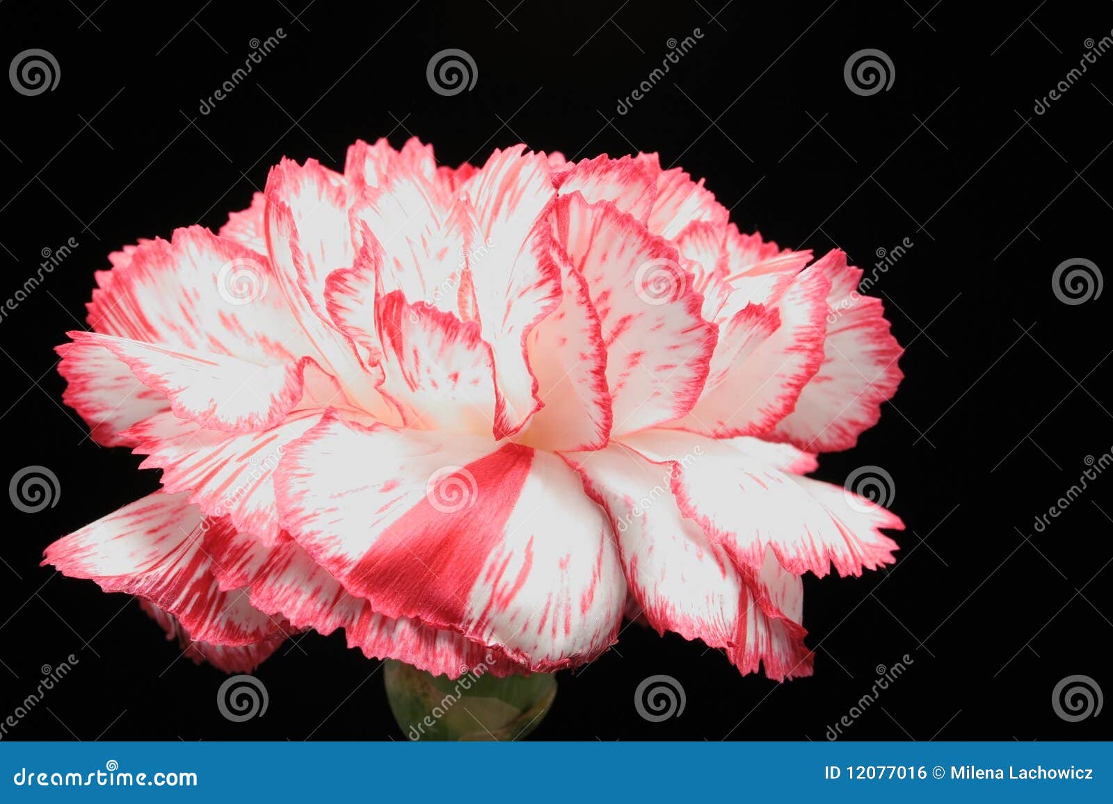 Carnatin stock photo. Image of season, blossom, florist - 12077016