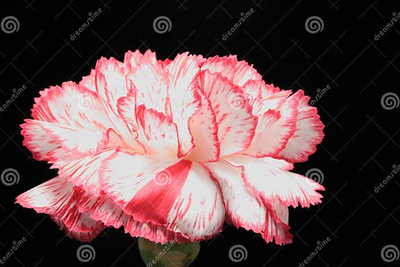 Carnatin stock photo. Image of season, blossom, florist - 12077016