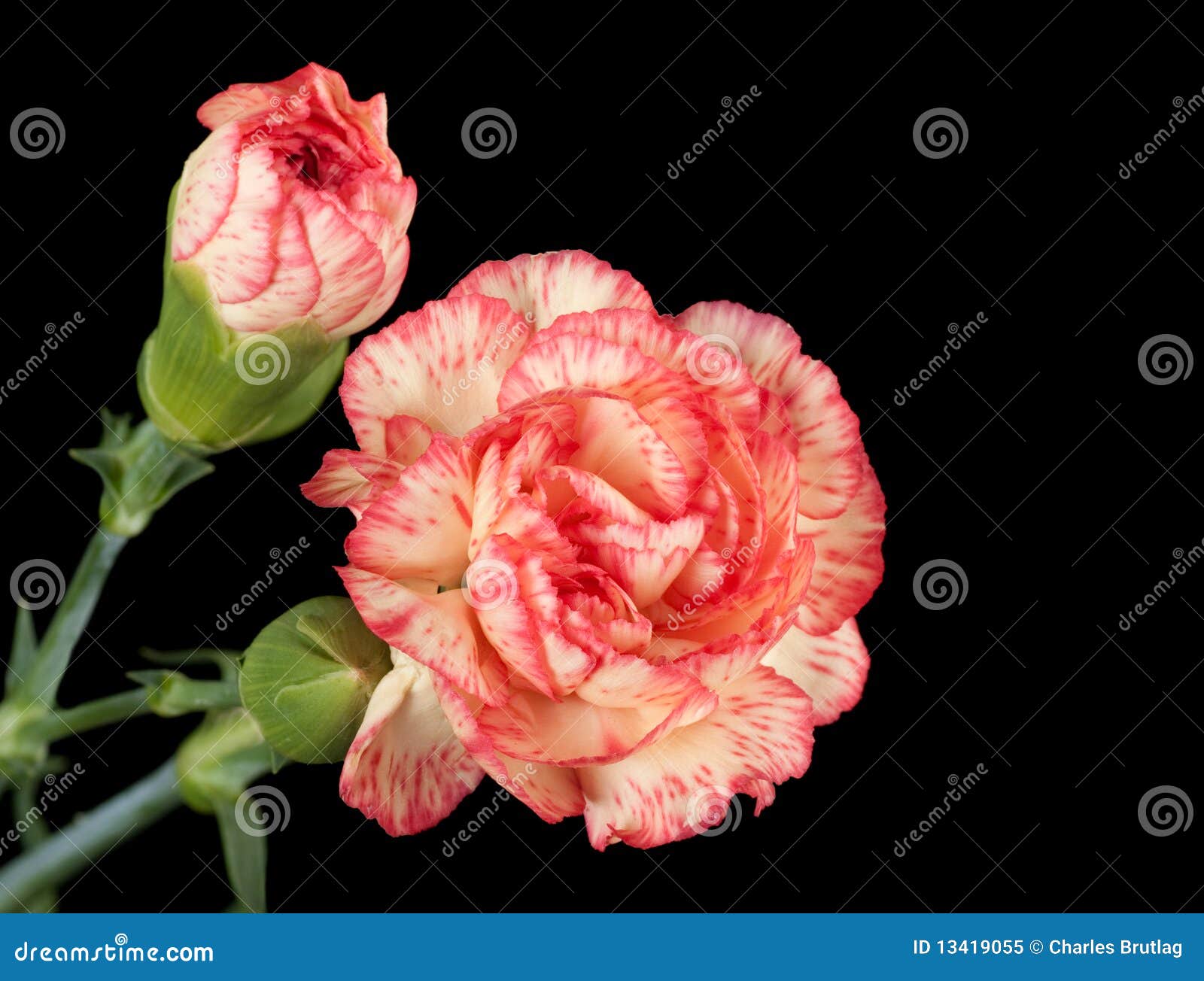 Carnation stock image. Image of macro, blossom, bloom - 13419055
