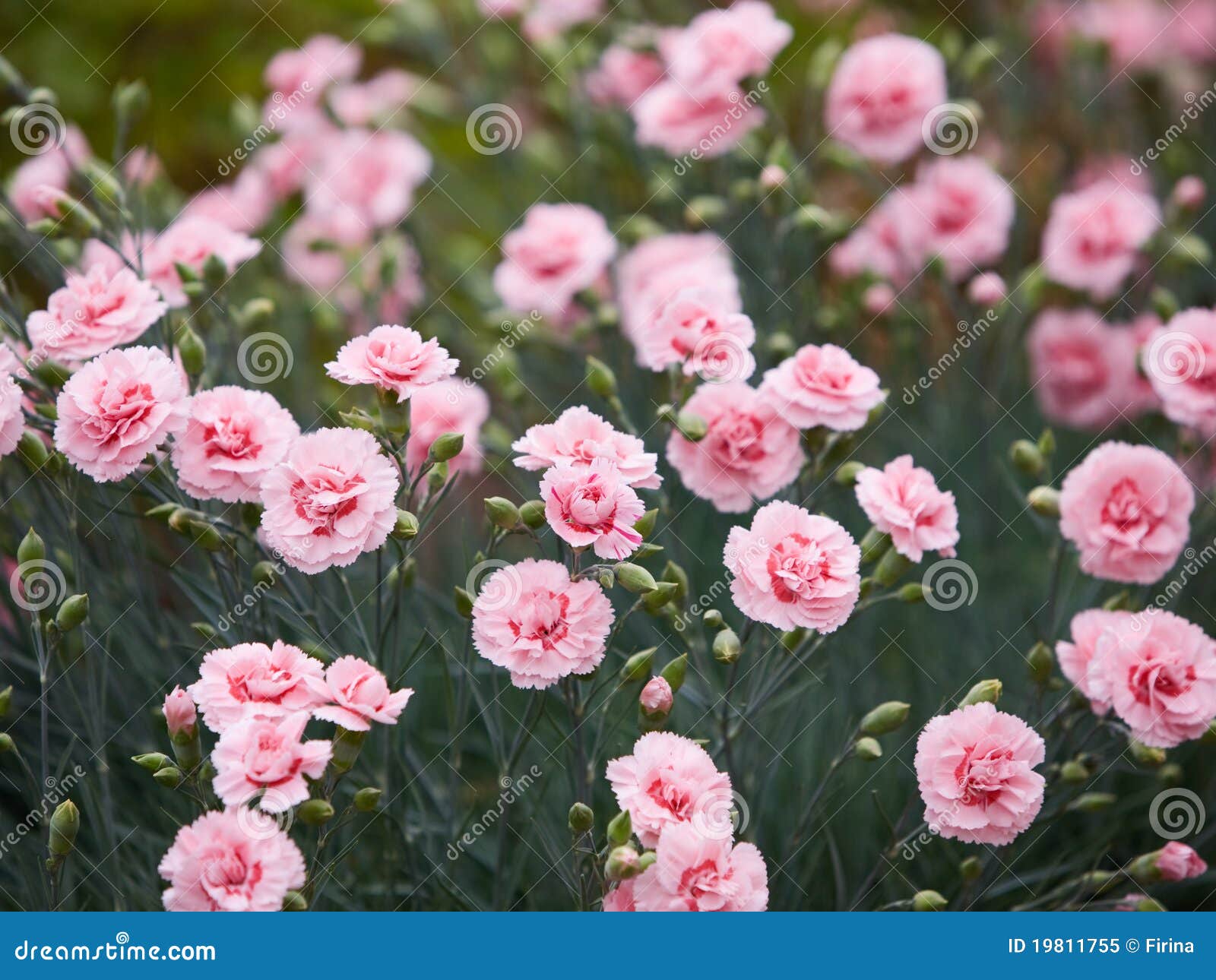Carnation stock image. Image of backgrounds, blooming - 19811755