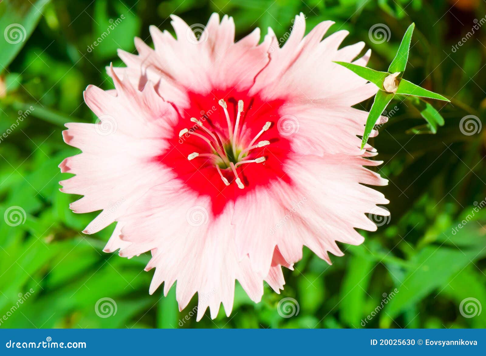 A carnation stock photo. Image of pink, floral, sprouts - 20025630