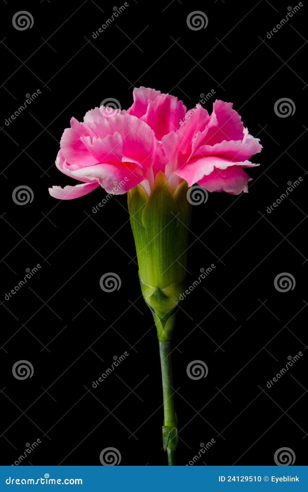 Carnation stock photo. Image of colorful, colour, carnation - 24129510