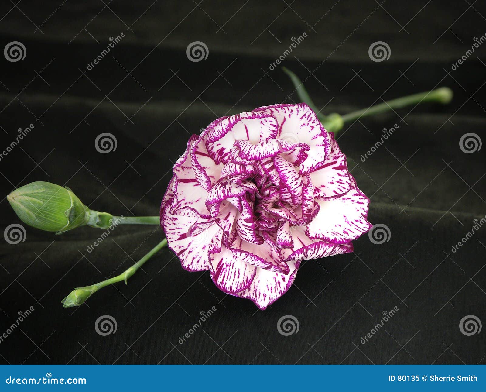 Carnation 3 stock image. Image of leaves, carnation, stem - 80135