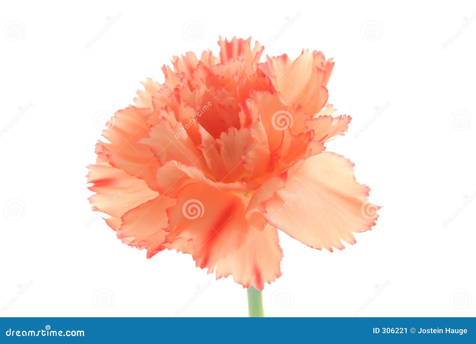 Carnation stock image. Image of plant, close, grace, pink - 306221