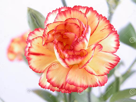 Carnation stock photo. Image of grace, nature, flowers - 495640