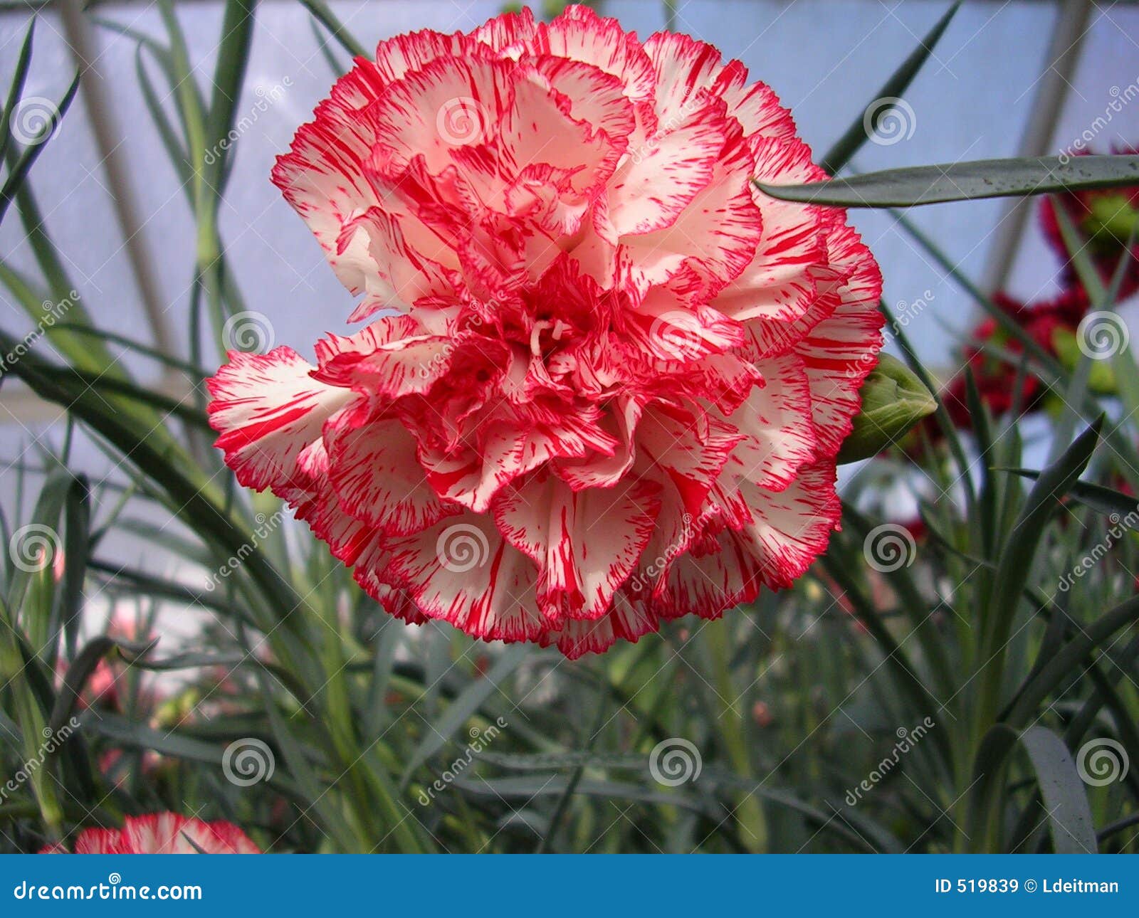 Carnation stock image. Image of beauty, bloom, flower, white - 519839