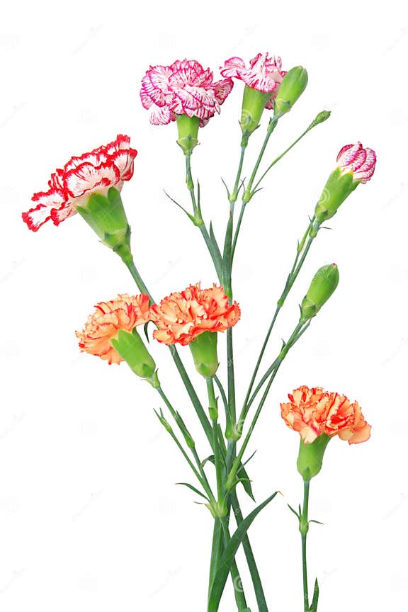 Carnation stock photo. Image of stalk, botany, horticulture - 6755450