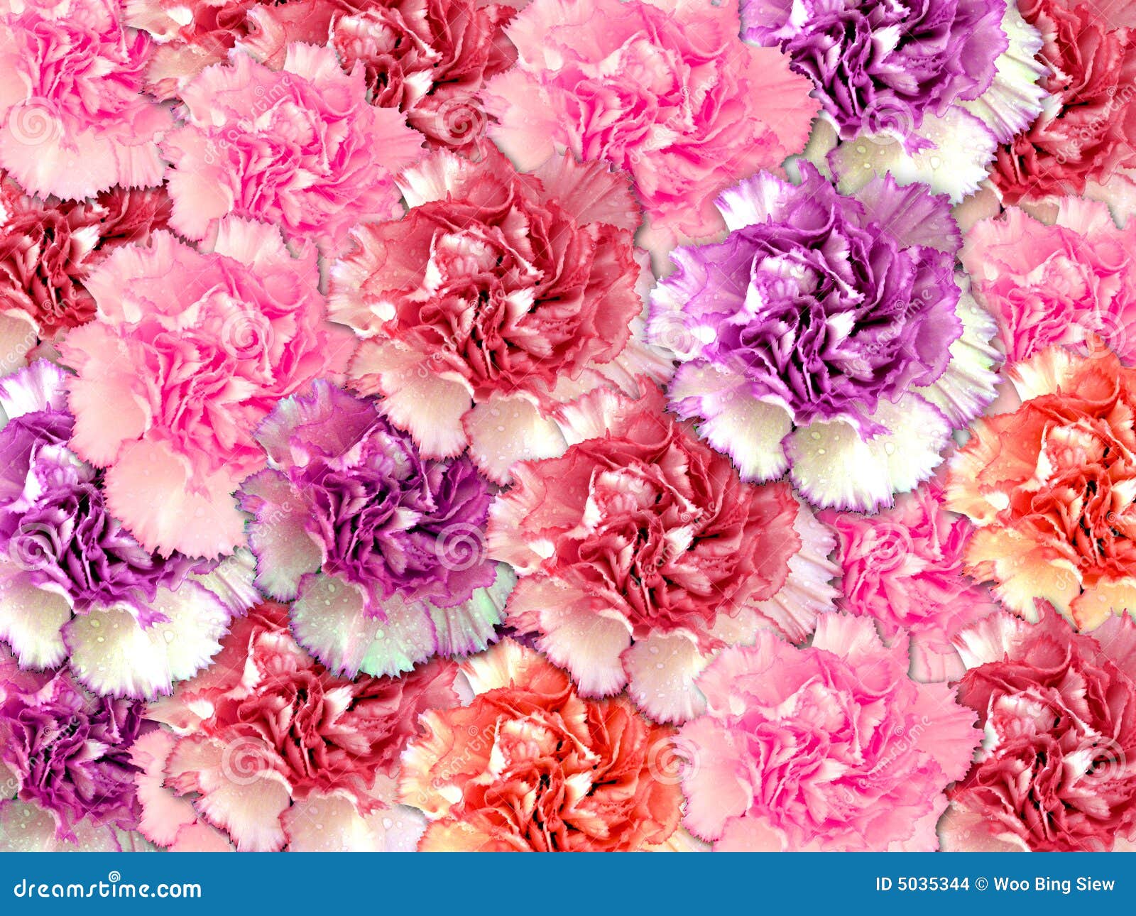 Carnation background stock photo. Image of scented, backdrop - 5035344