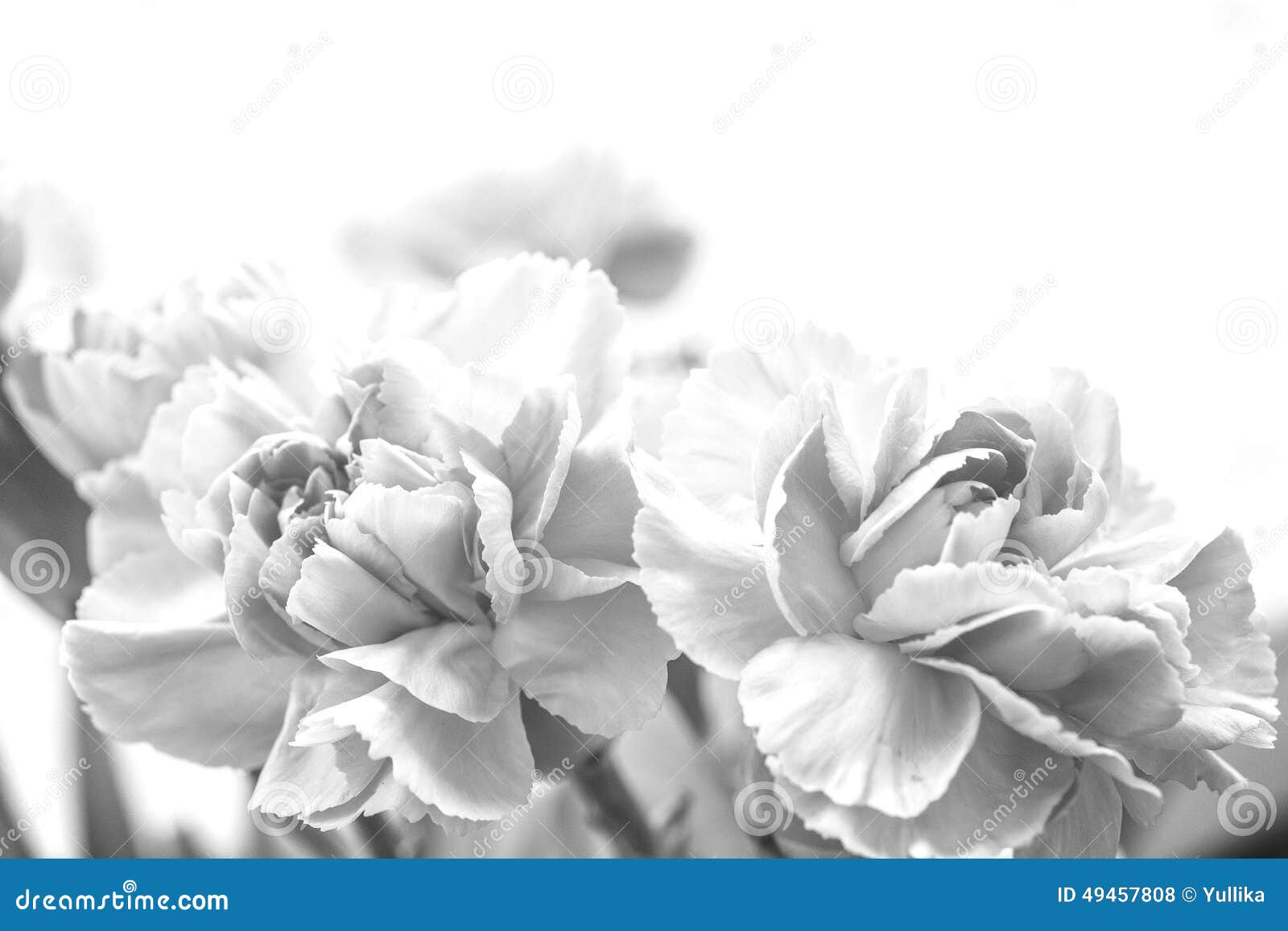 Carnation stock photo. Image of black, spring, bouquet - 49457808