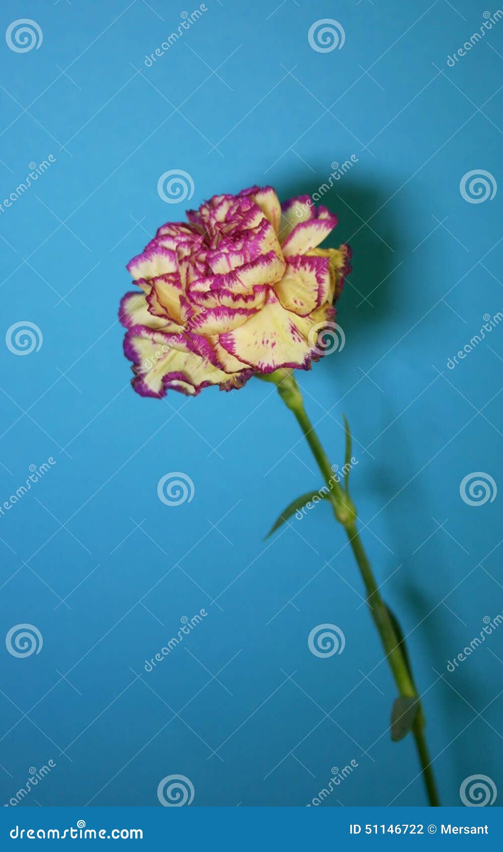 Carnation stock photo. Image of natural, gardening, gift - 51146722