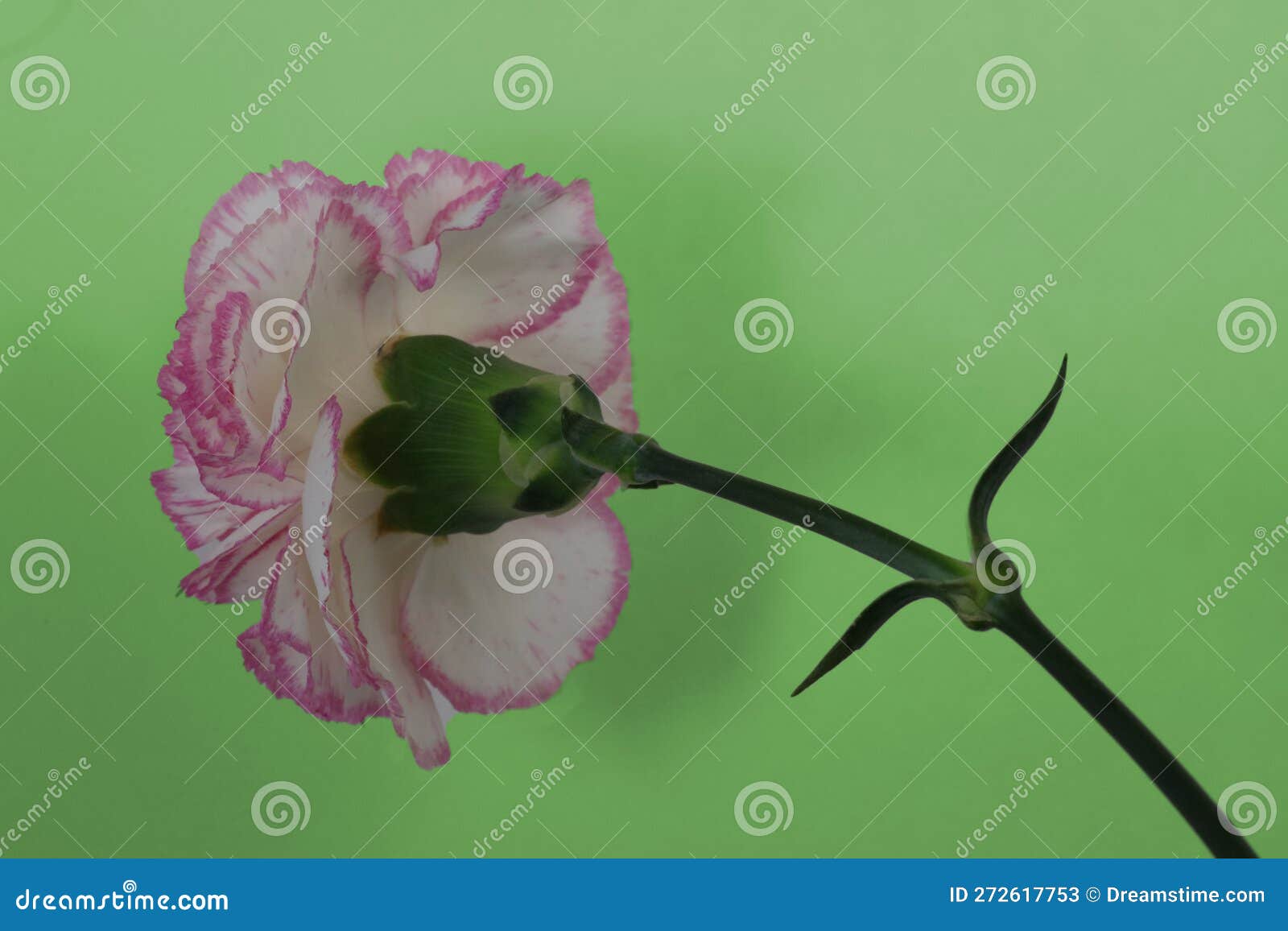 Carnation bloom stock image. Image of closeup, view - 272617753