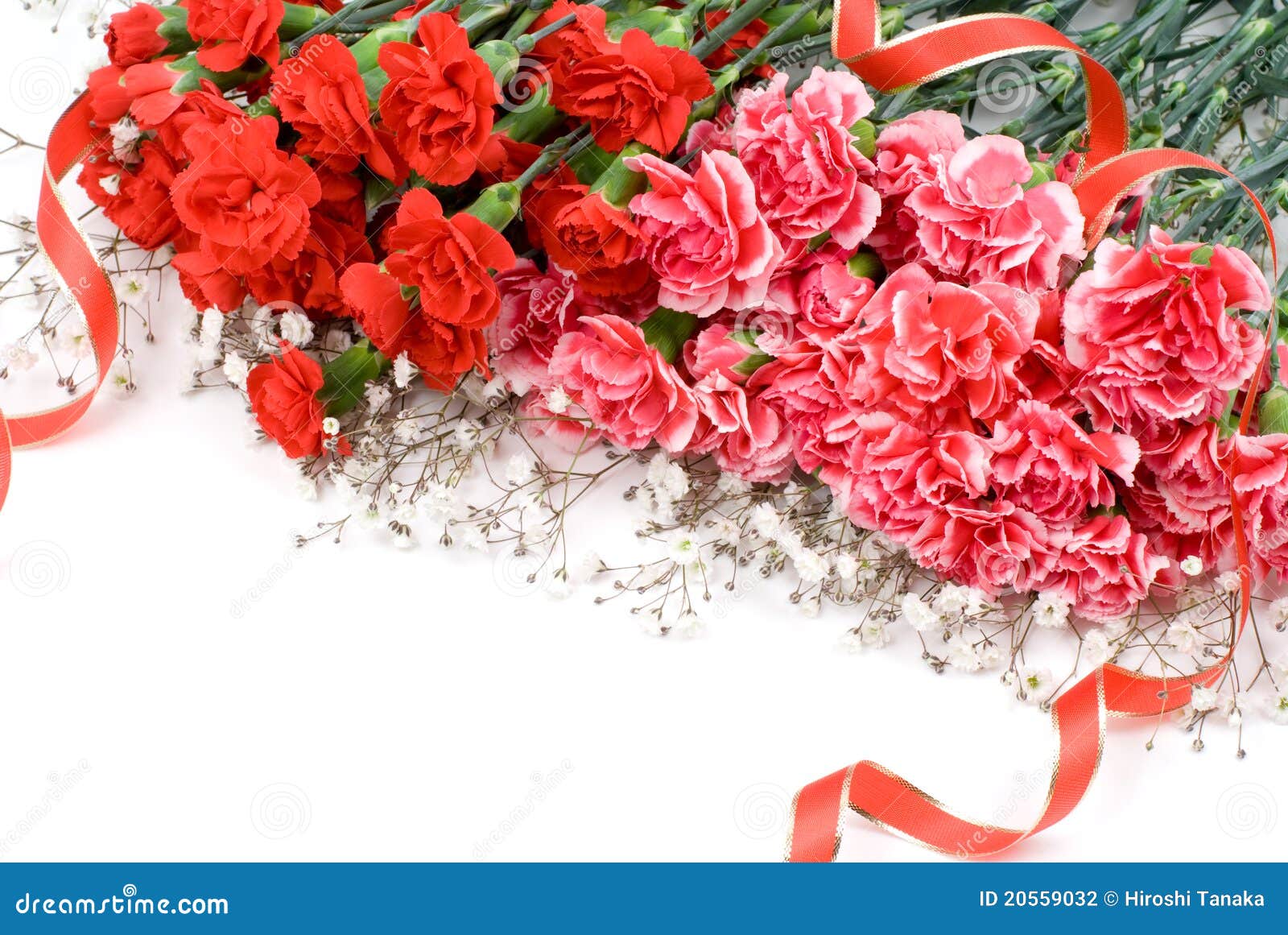 Carnation bouquet stock photo. Image of freshness, fresh - 20559032