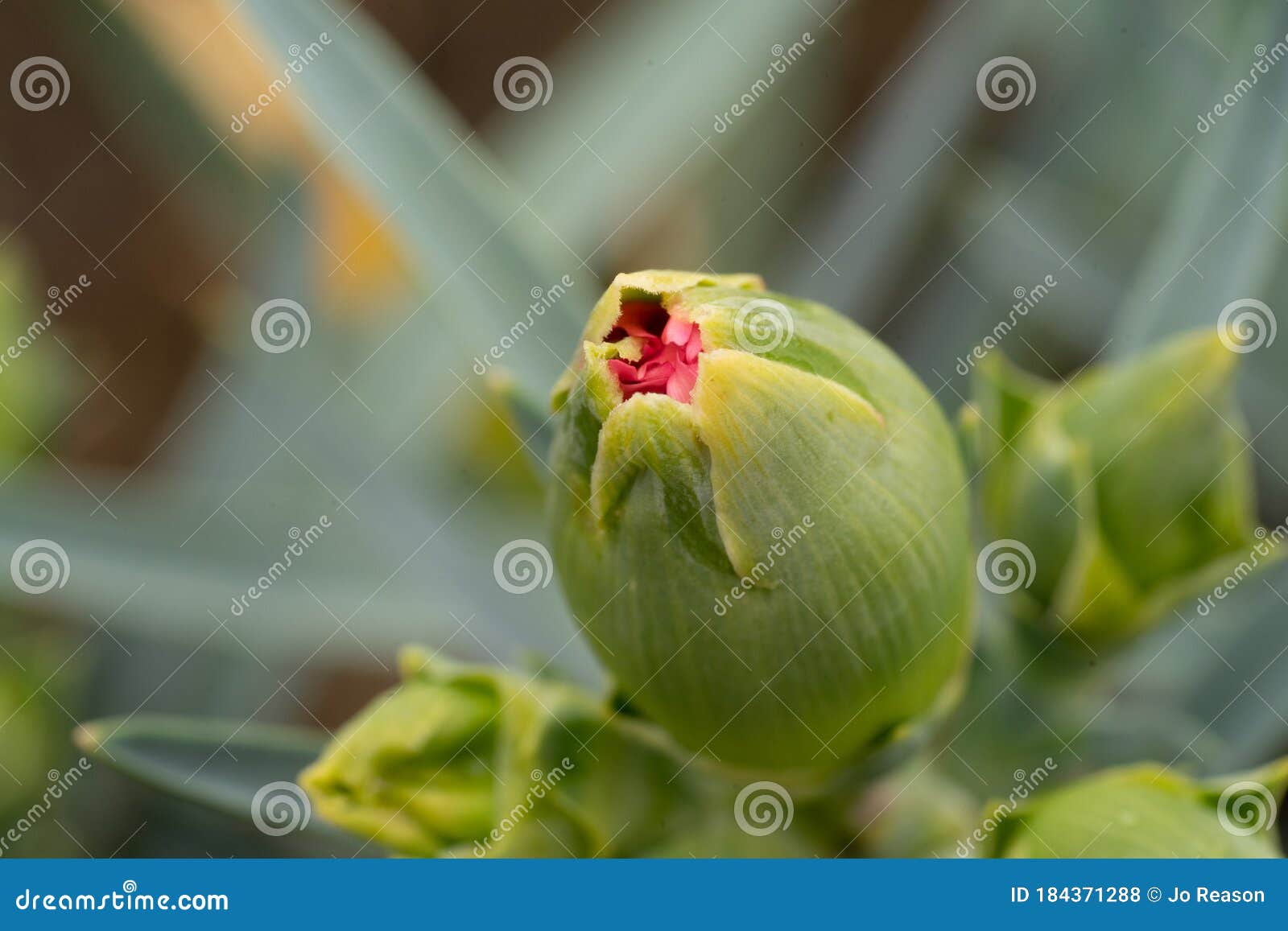 Close Up of a Carnation Bud Stock Photo - Image of blossom, plant ...